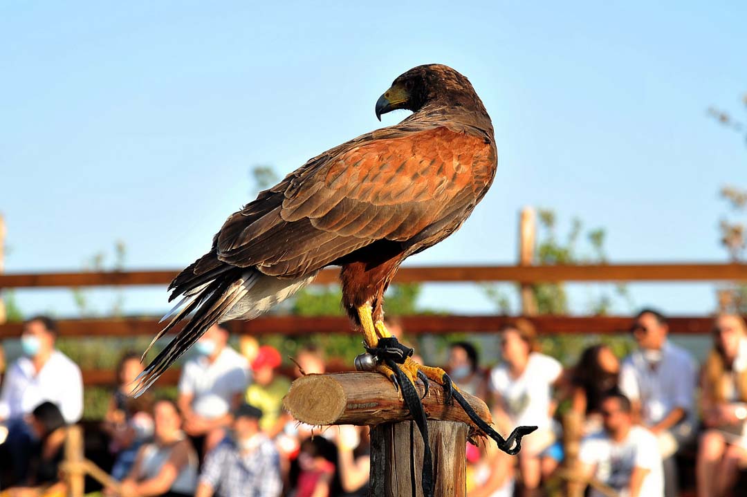 Spettacolo dei Rapaci - Roma World